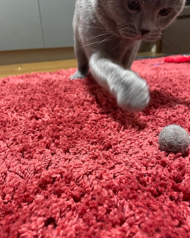 ゴロボール – KUNIE KAI