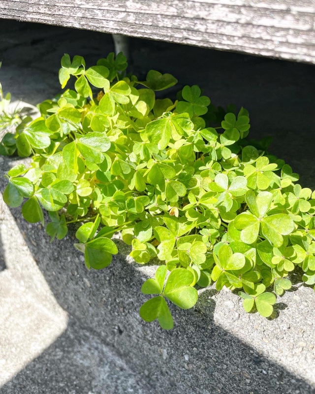 5月決定スケジュール – KUNIE KAI